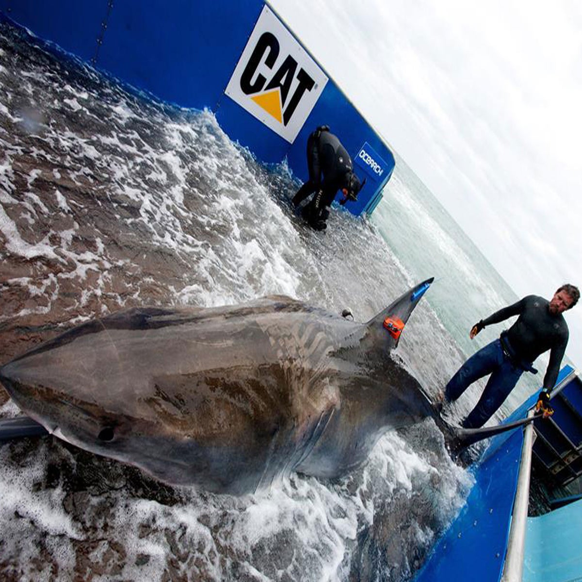 Great White Shark Lydia The Deep Sea Adventures Of Lydia The Great