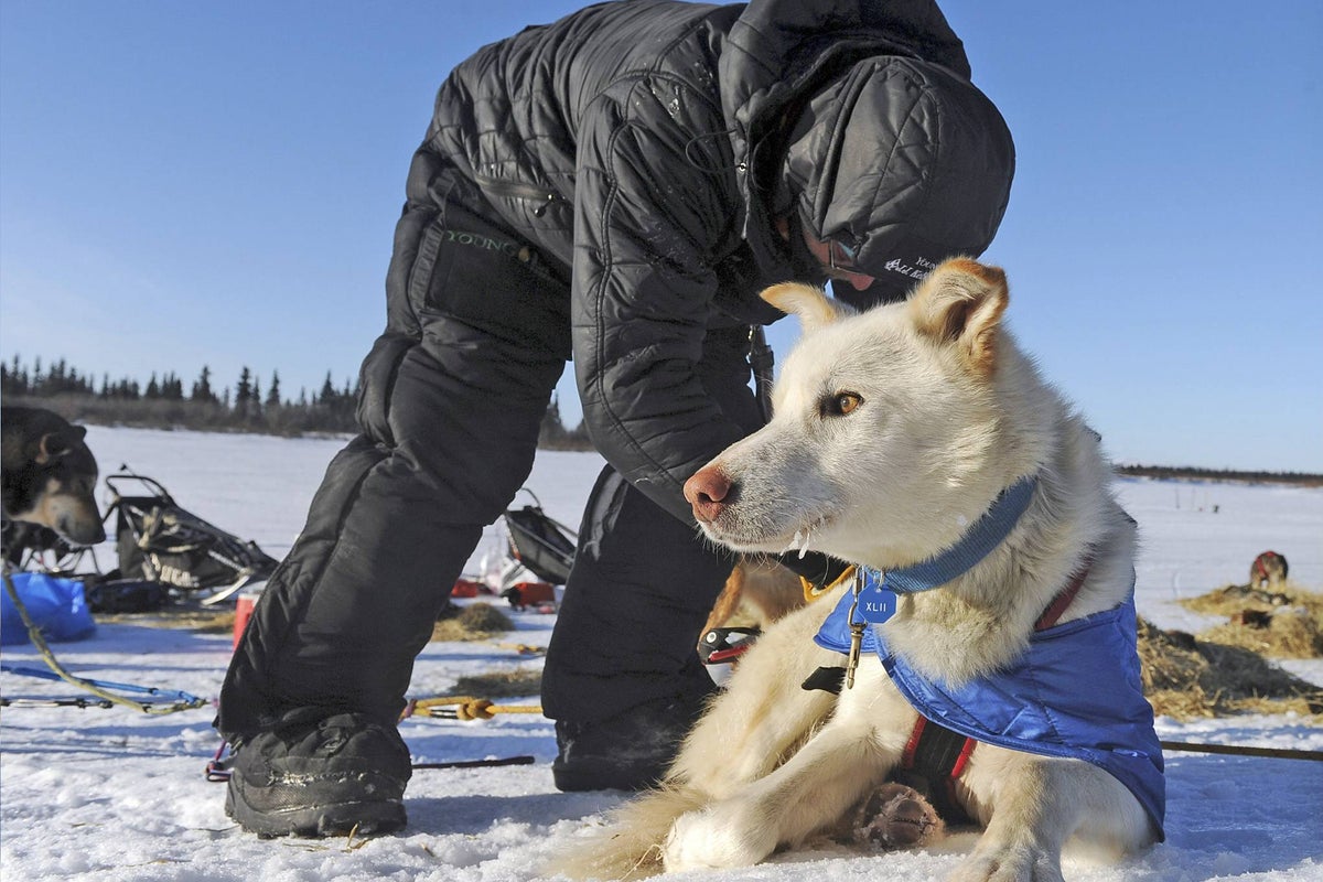 Dog sled racing: World’s most gruelling sled race gains a new obstacle ...