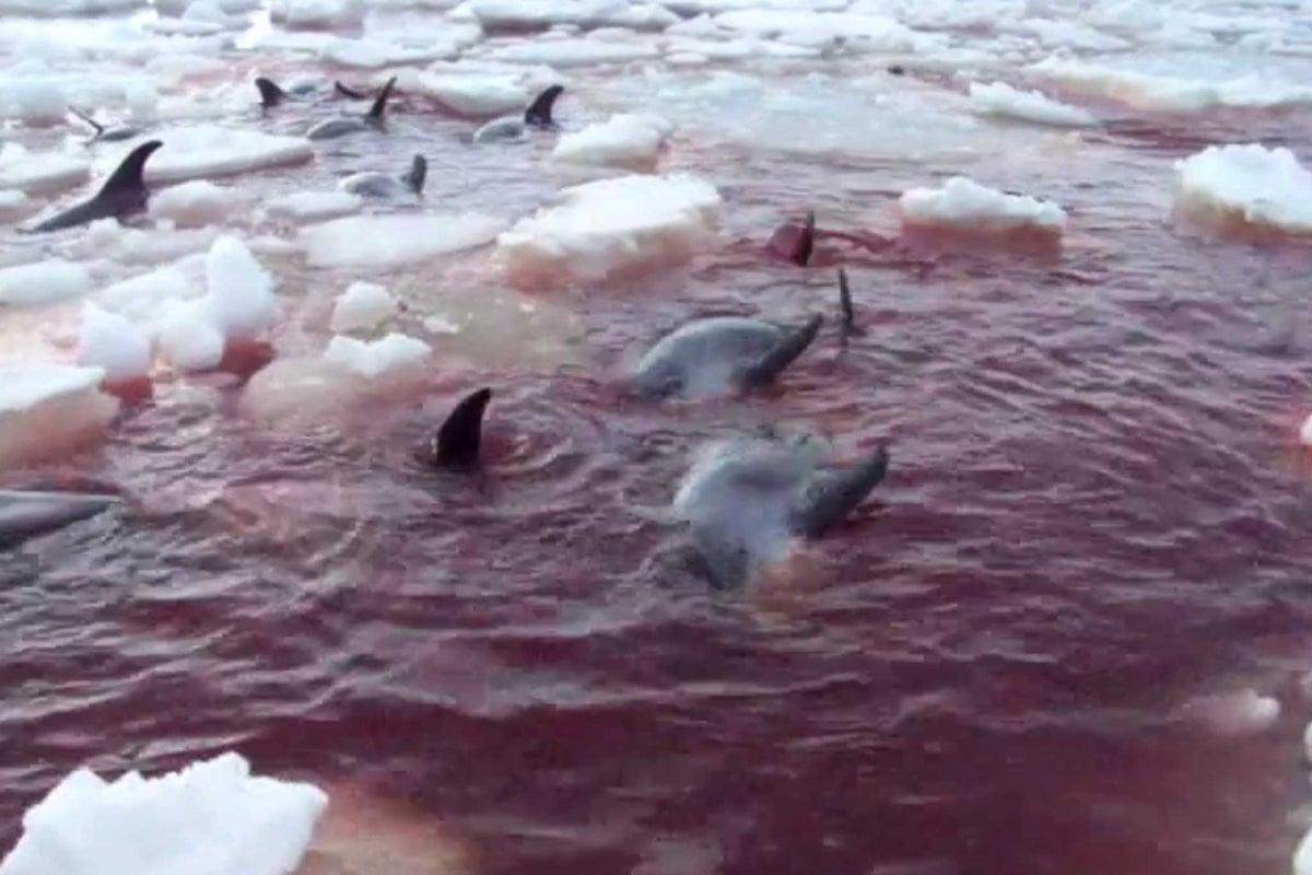 Tragic final moments of trapped dolphins caught on film | The ...