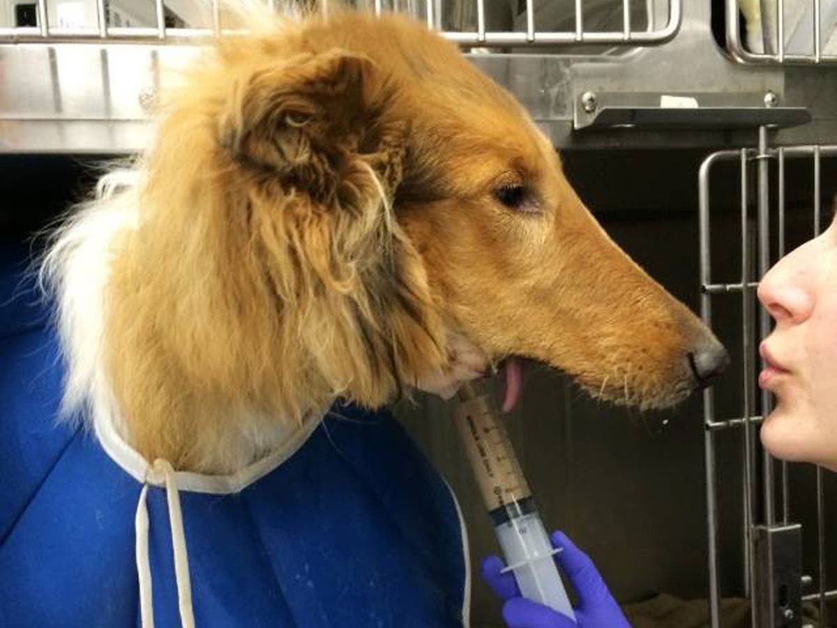 Lad - the dog who lost his lower jaw - to undergo reconstructive ...