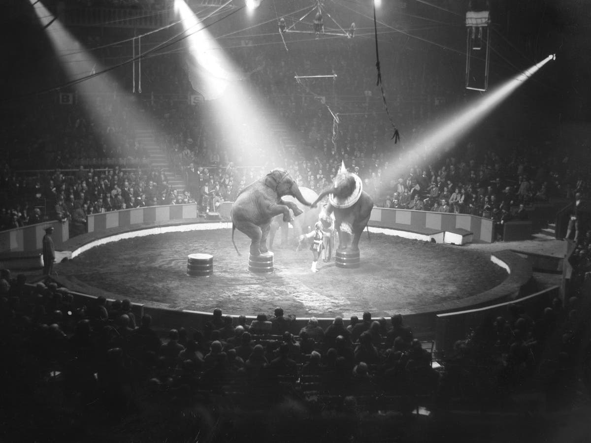 Elephants damage cars in escape from Missouri circus | The Independent ...