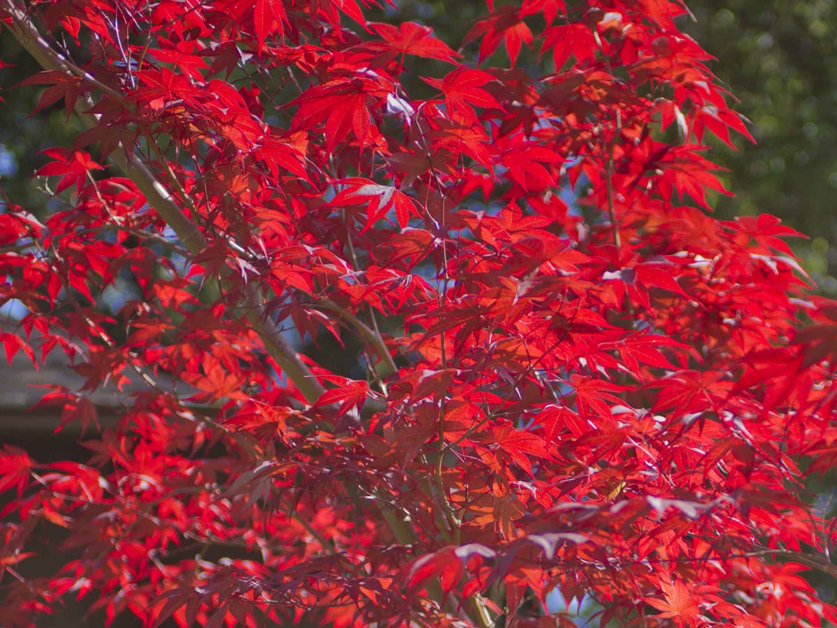 The eight colours of the rainbow | The Independent | The Independent