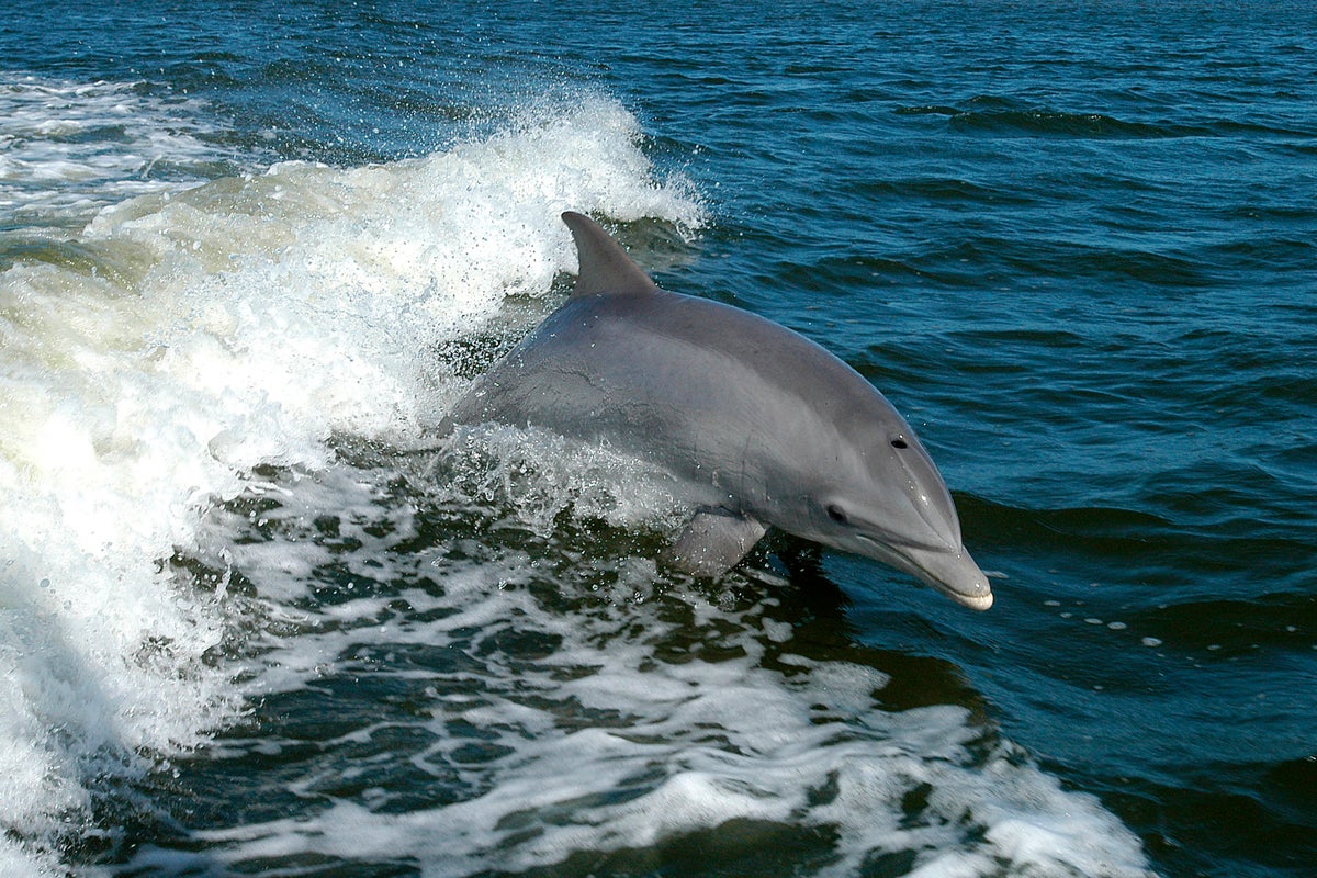 Scientists working on human-to-dolphin translator report first ...