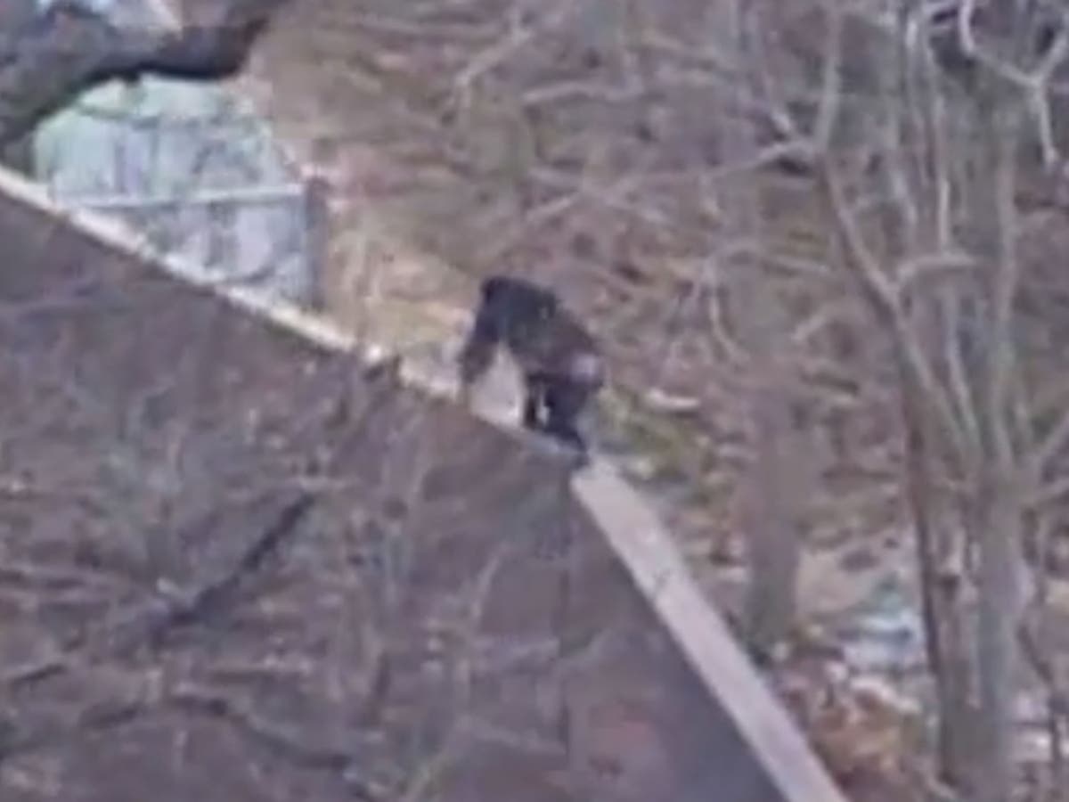 Ingenious chimps break free at Kansas City Zoo: The Great Esc-ape | The ...