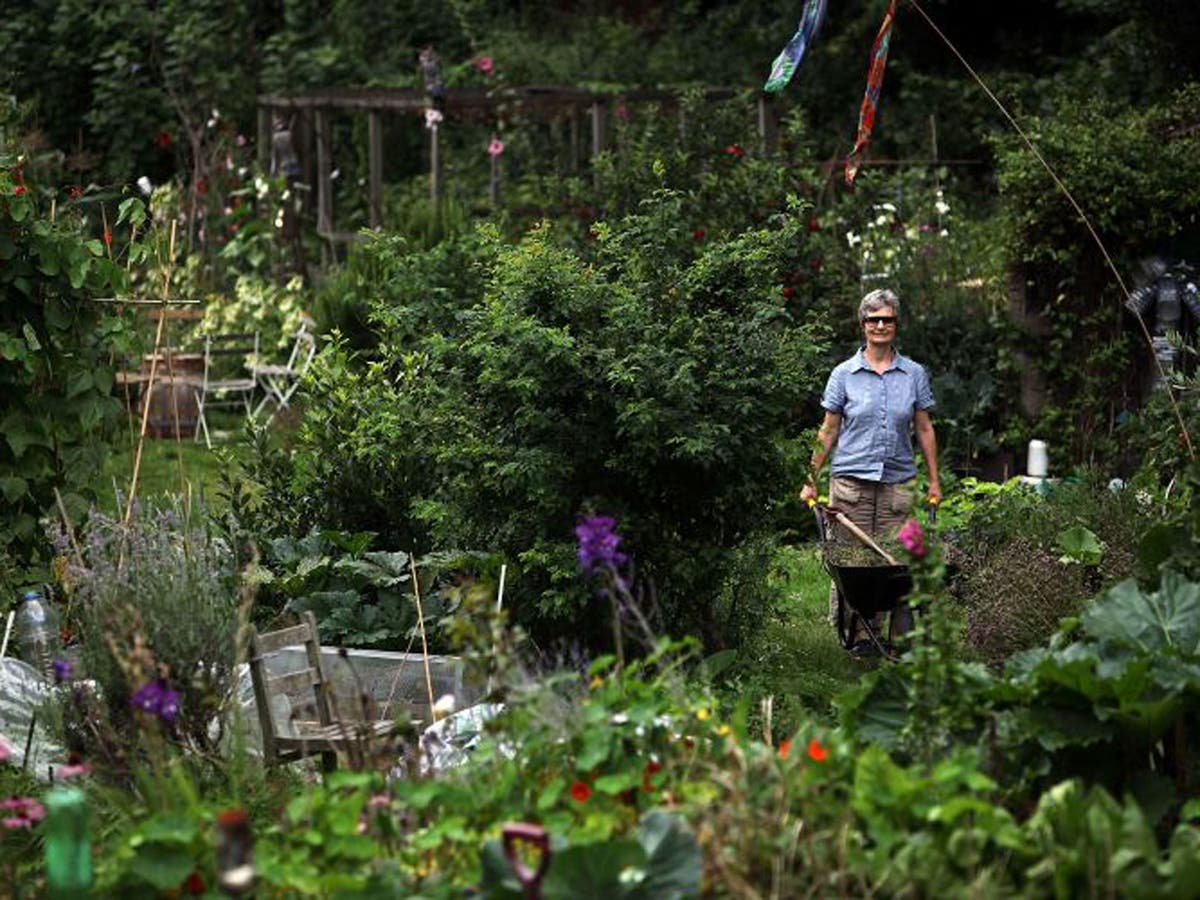 The Great British rake off - the new reality show where allotments are ...