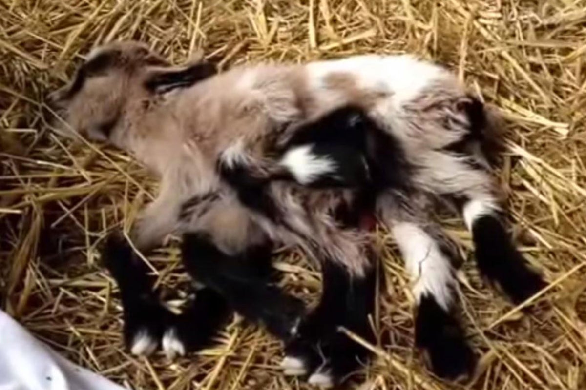 Octogoat: Eight-legged kid born on Croatian farm | The Independent ...