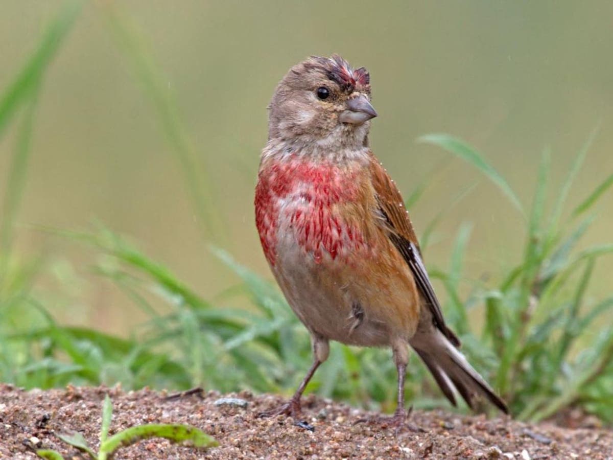 Nature Studies: You’ve heard the song that features the linnet. But ...