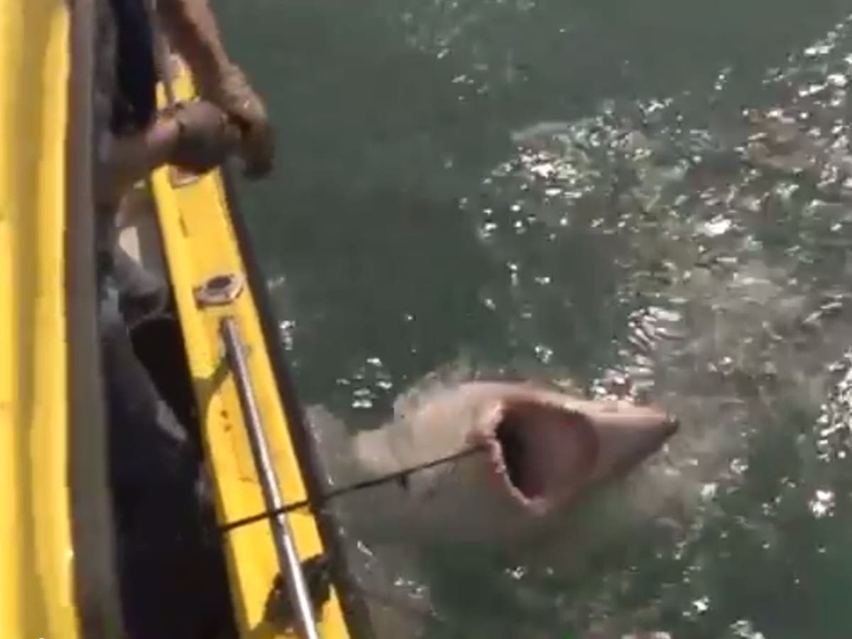 Eight-foot shark caught off north Devon coast | The Independent | The ...