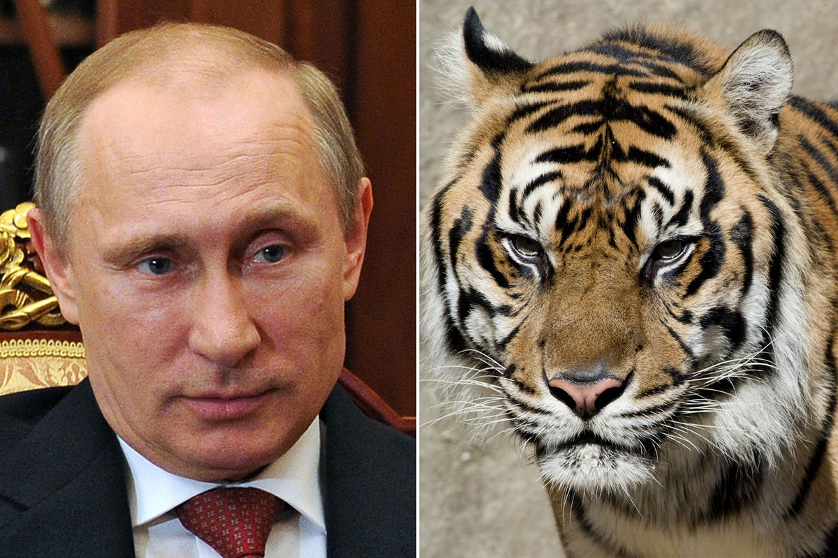 Vladimir Putin helps release three Amur tigers into the wild | The ...