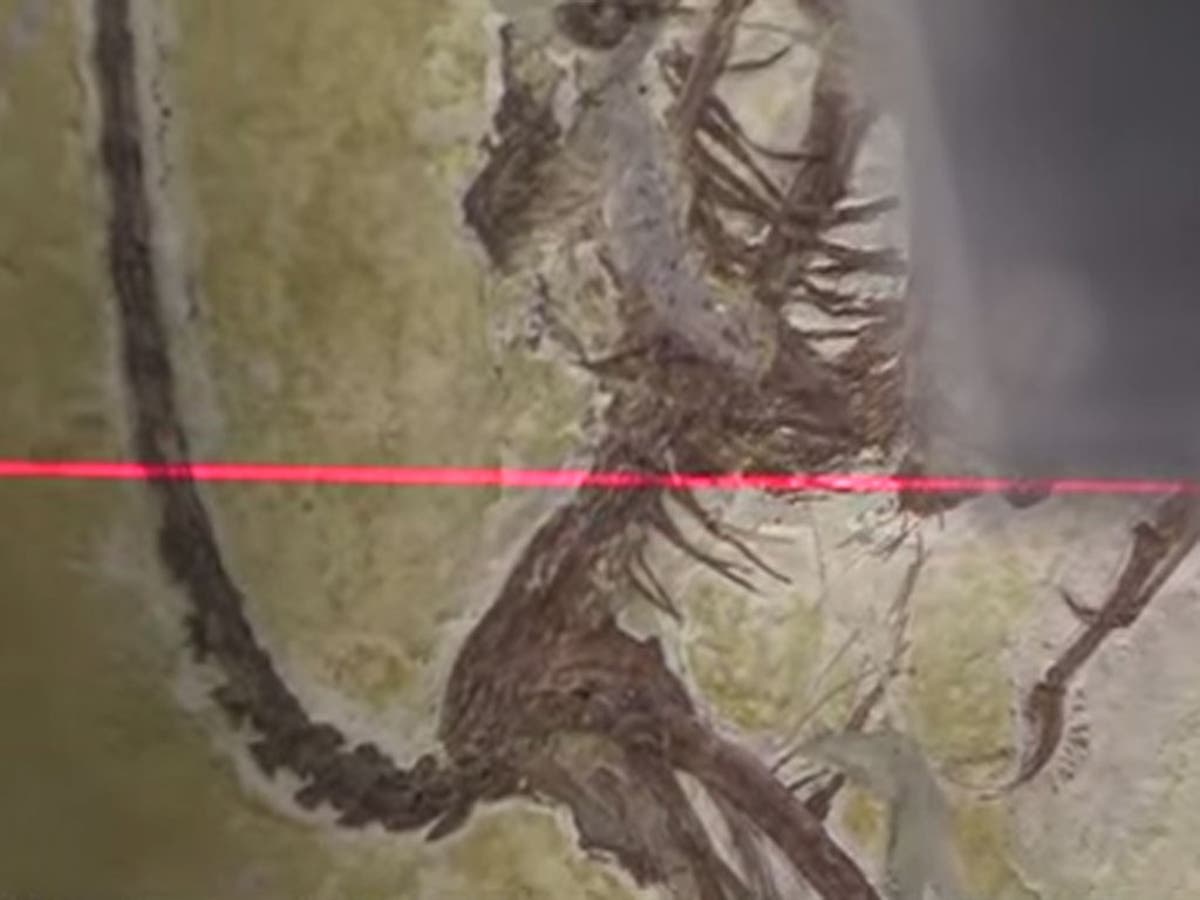 Secrets of “first bird” | The Independent | The Independent