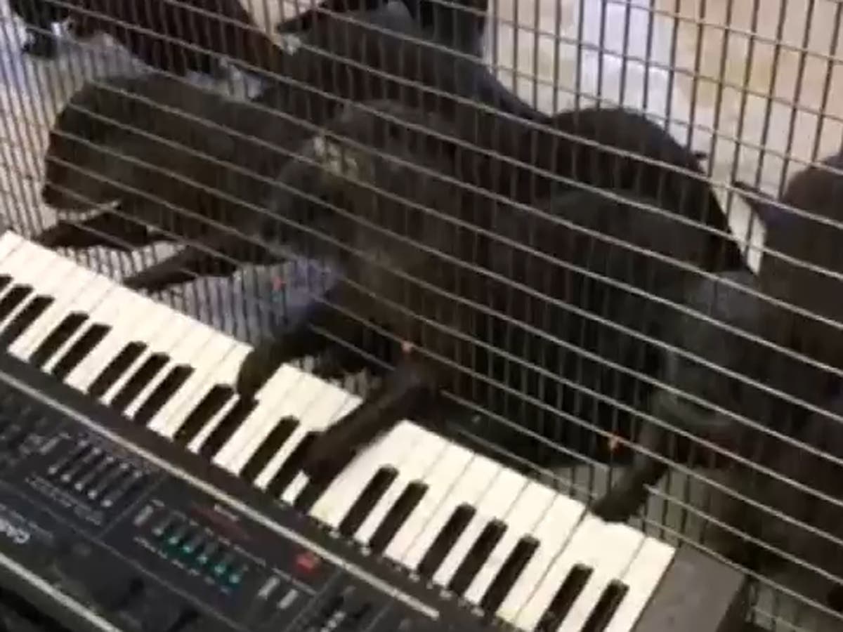 What happens when you give some otters and an orangutan a keyboard and ...