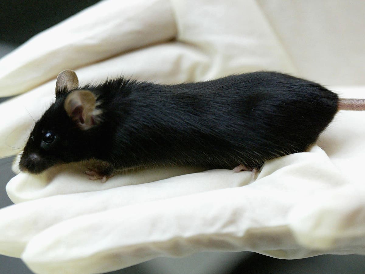 Human stem cells successfully treat multiple sclerosis in mice | The ...
