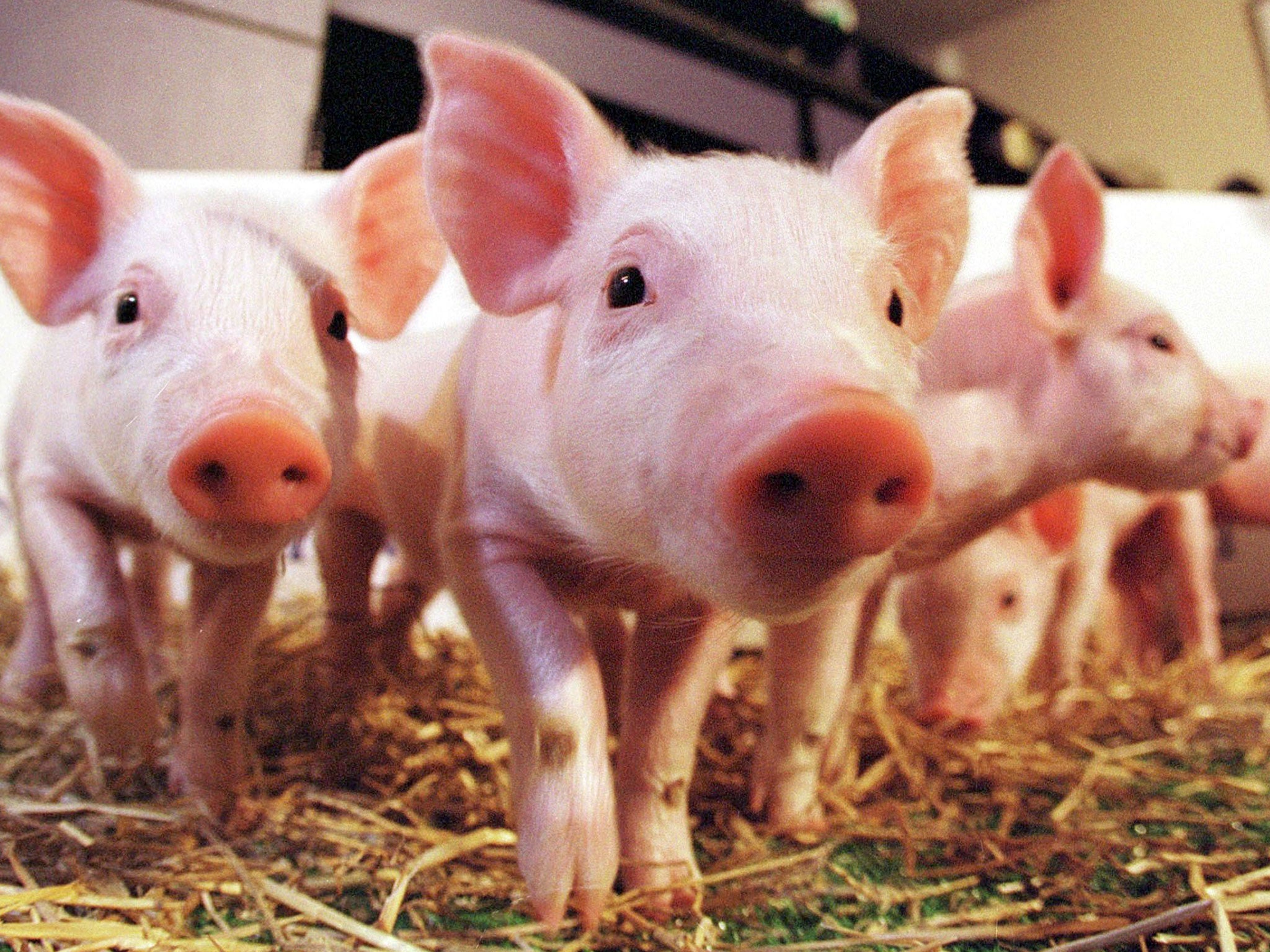 Human Stem Cells Successfully Transplanted Into Pigs The Independent