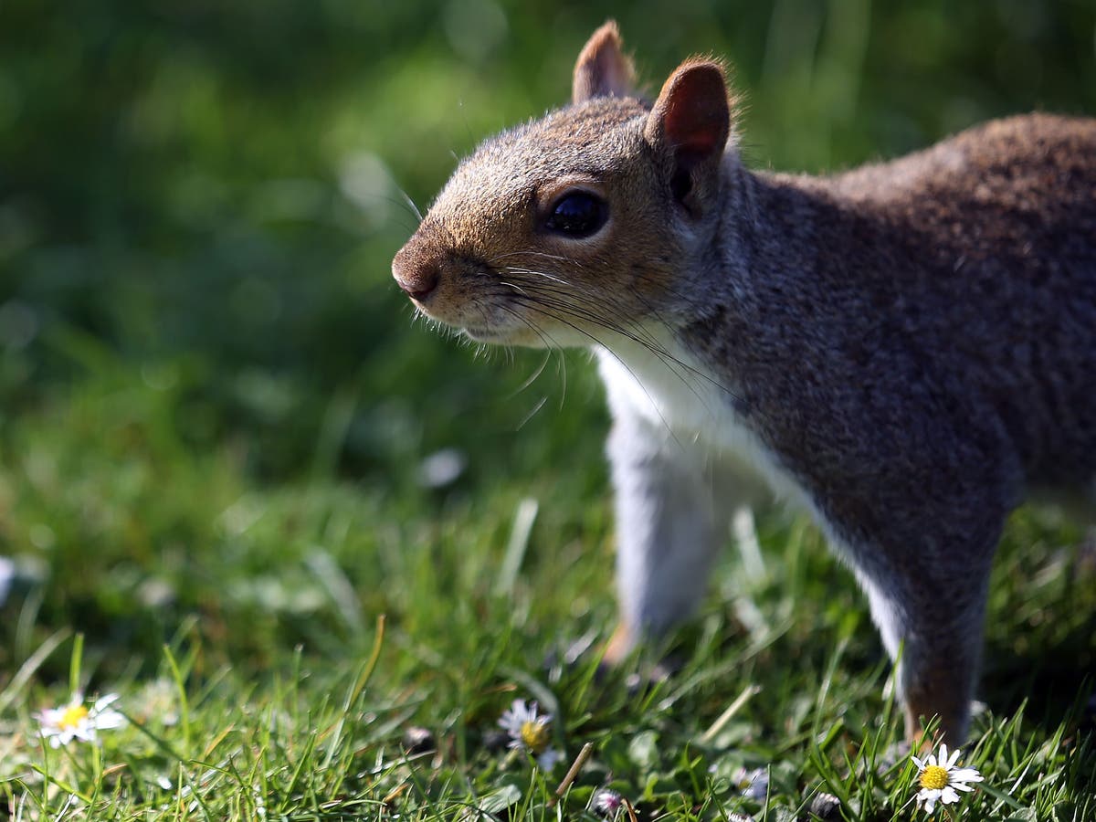 Sailors save drowning squirrel | The Independent | The Independent