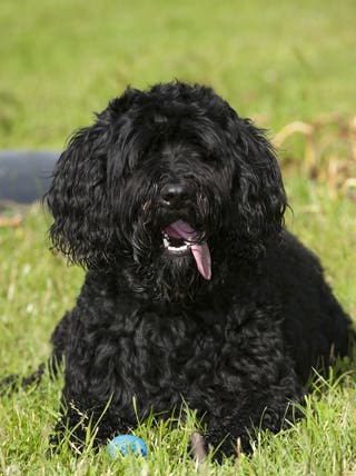 Andy Murray is dog saviour after rescuing runaway labradoodle from busy ...