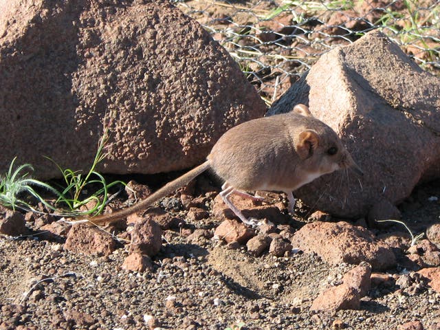 New species of mouse-like creature with 'elephant trunk' discovered ...