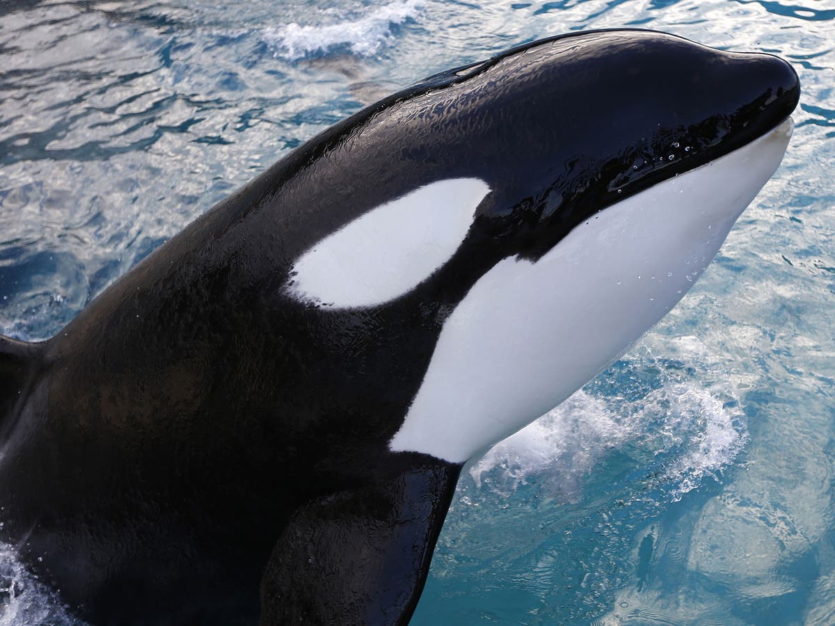 Killer whale up close | The Independent | The Independent
