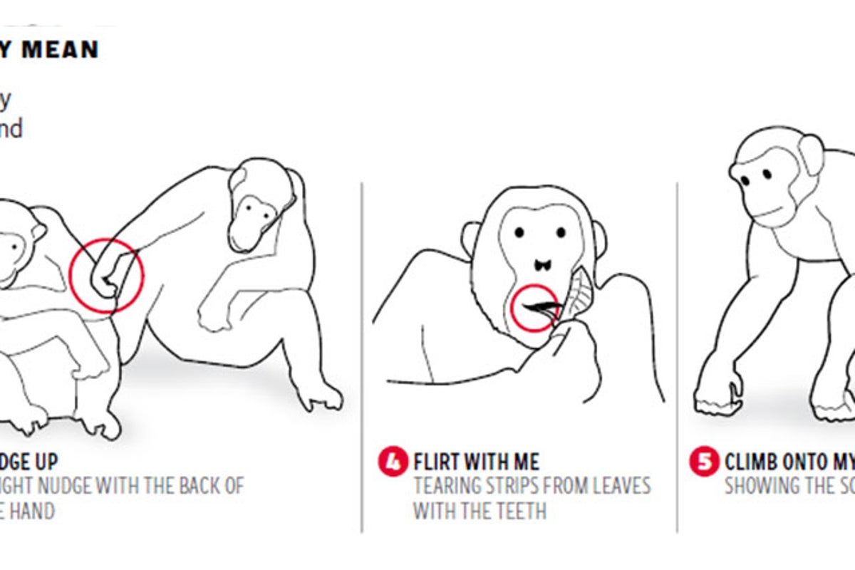 Chimpanzee gestures deciphered in 'world first' after scientists decode ...