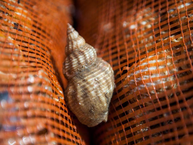 Whelks are healthy, versatile and sustainable - so why did we stop ...