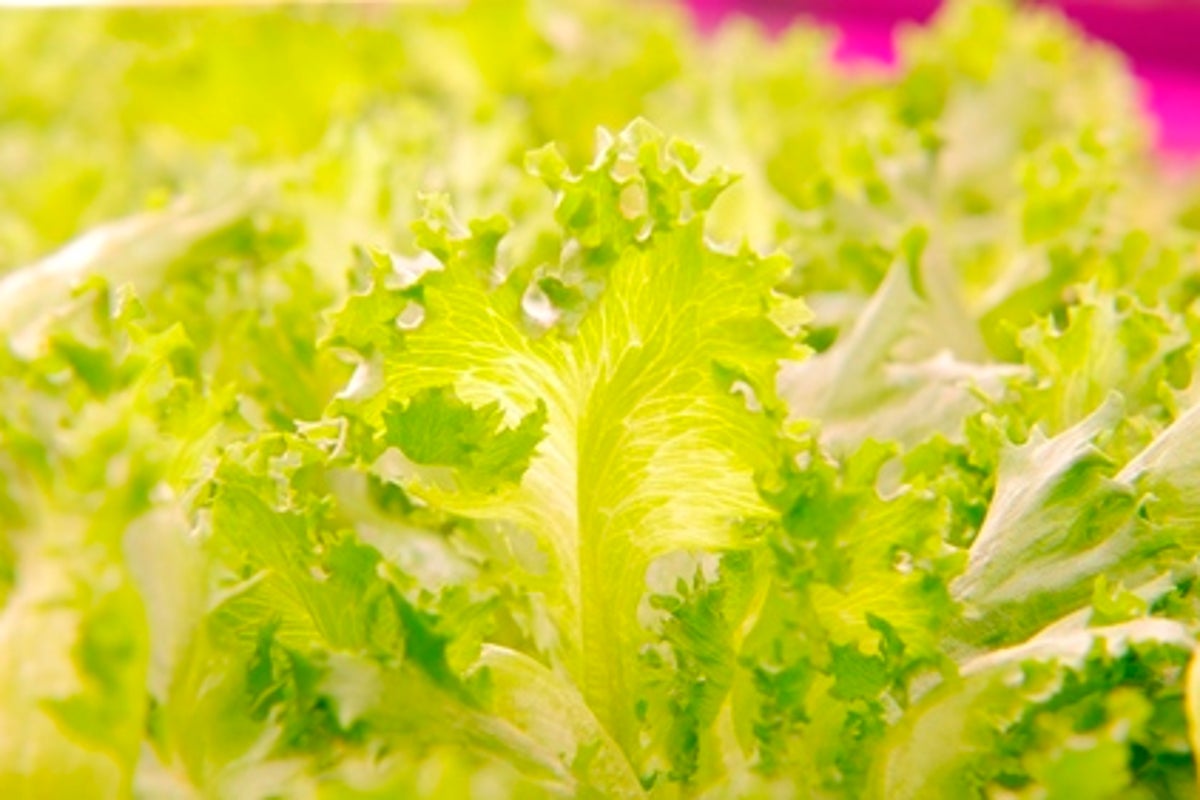 Tesco implements three lettuce limit as European vegetable stocks hit ...