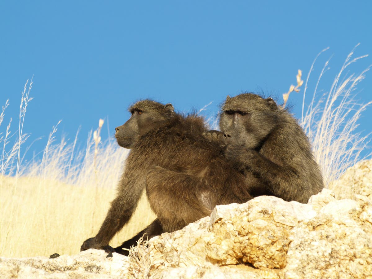 Baboons make vowel sounds similar to humans revealing the evolution of ...
