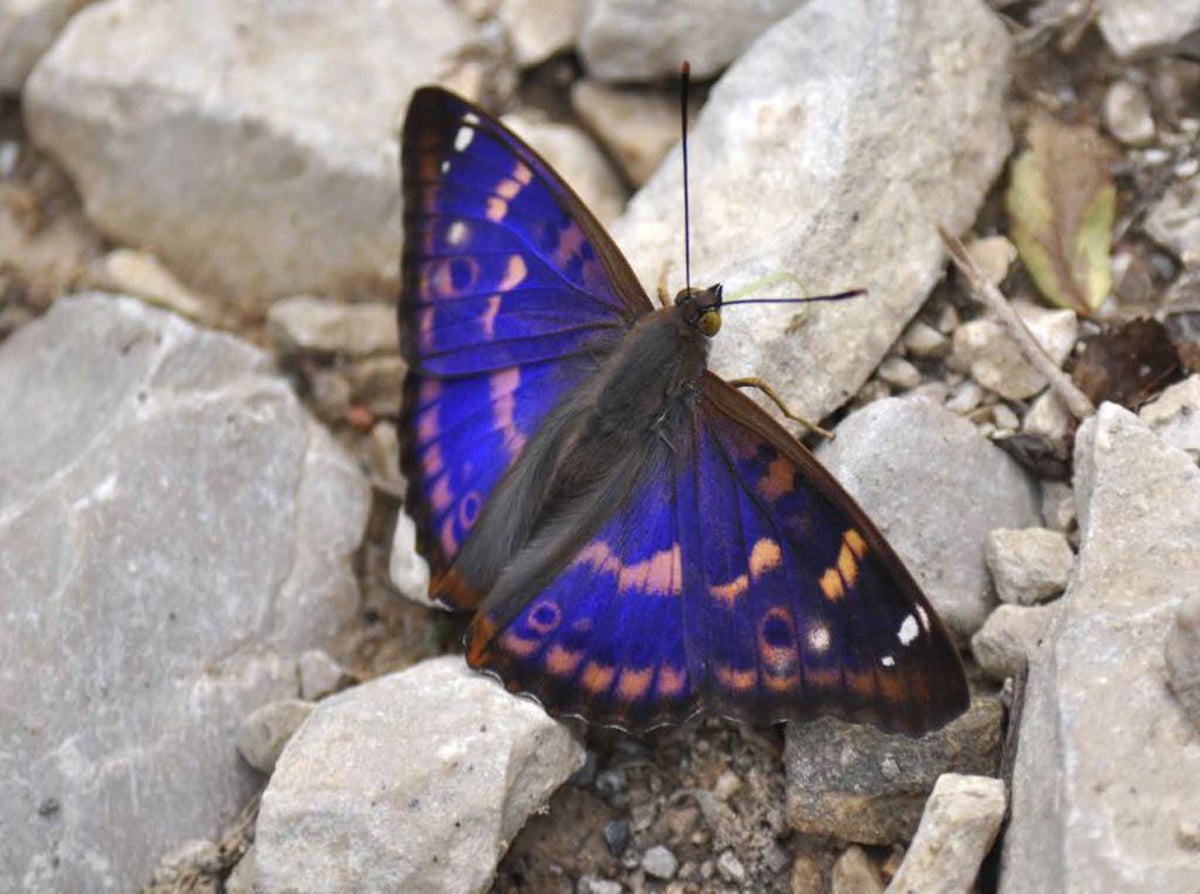 Lesser Purple Emperor Butterfly