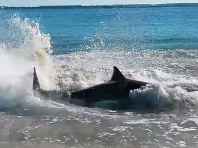 Shark chokes to death on sea lion in video footage captured by stunned ...