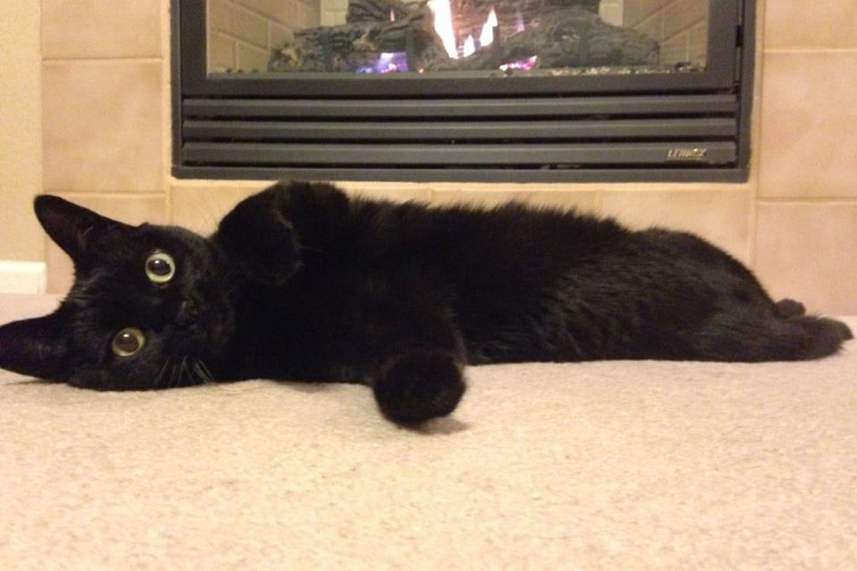 Why black cats make amazing pets, and take good selfies too | The ...