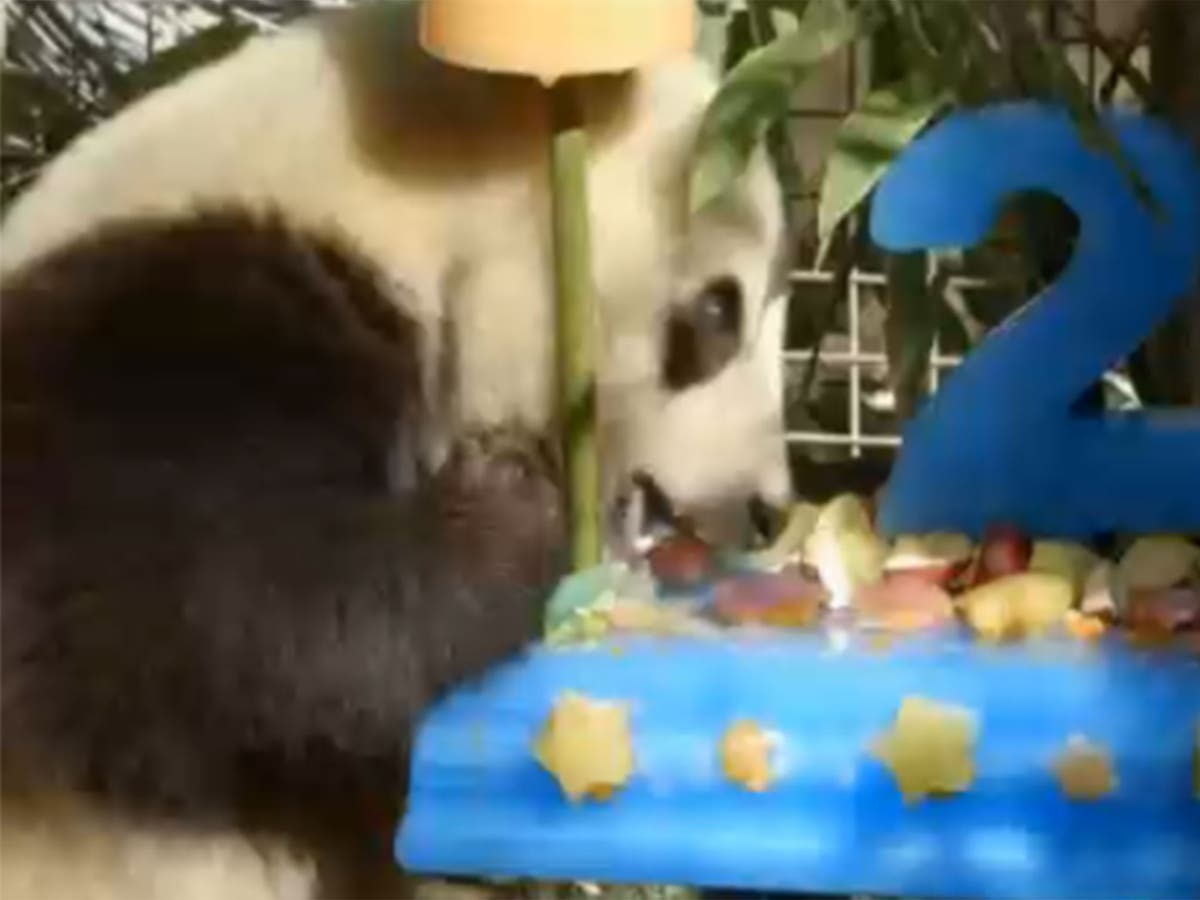 Video: Giant panda turns two | The Independent | The Independent