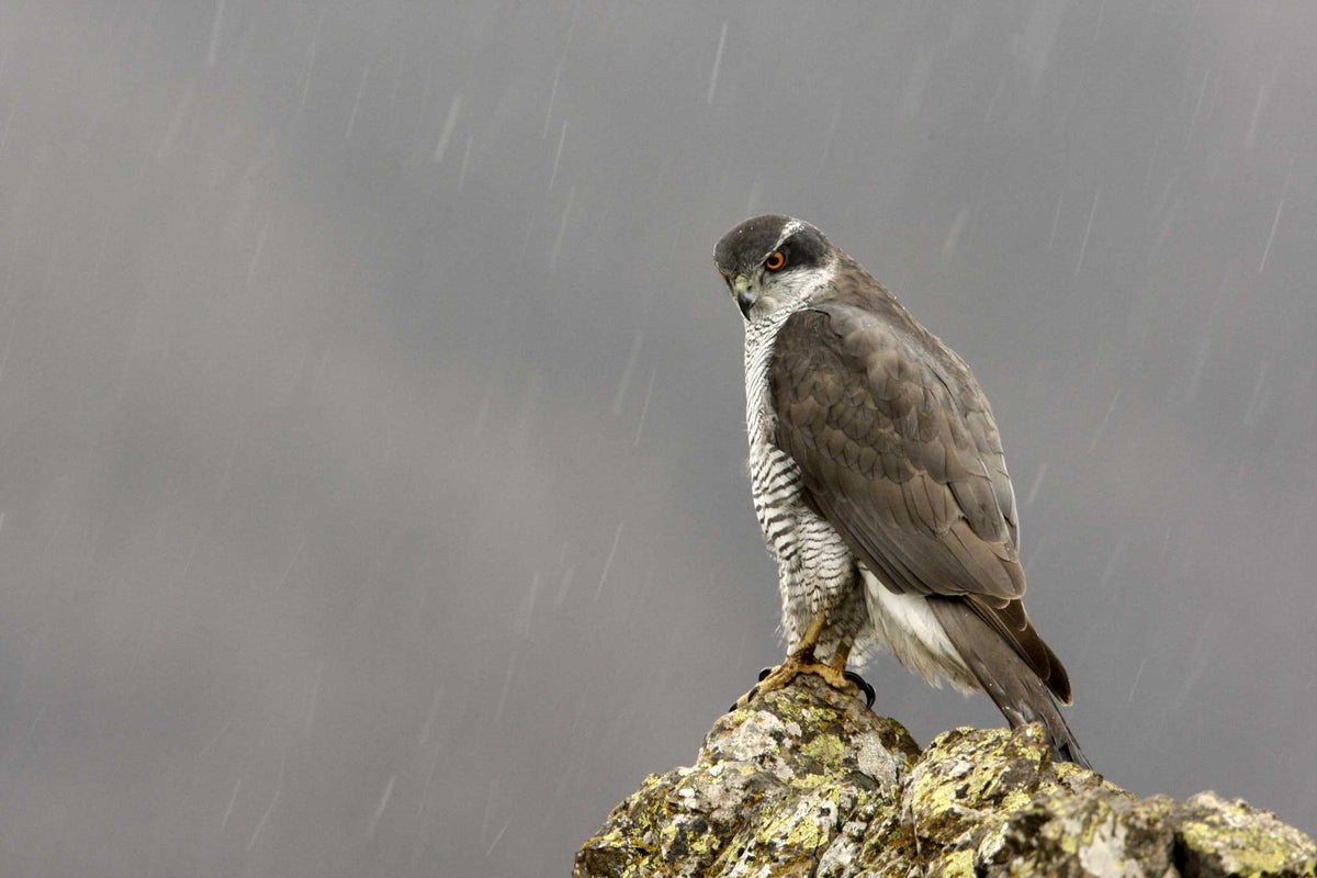H is for Hawk by Helen Macdonald, book review: Taming goshawks and ...