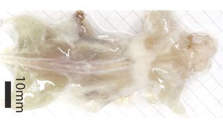 Scientists create transparent mouse complete with see-through organs ...