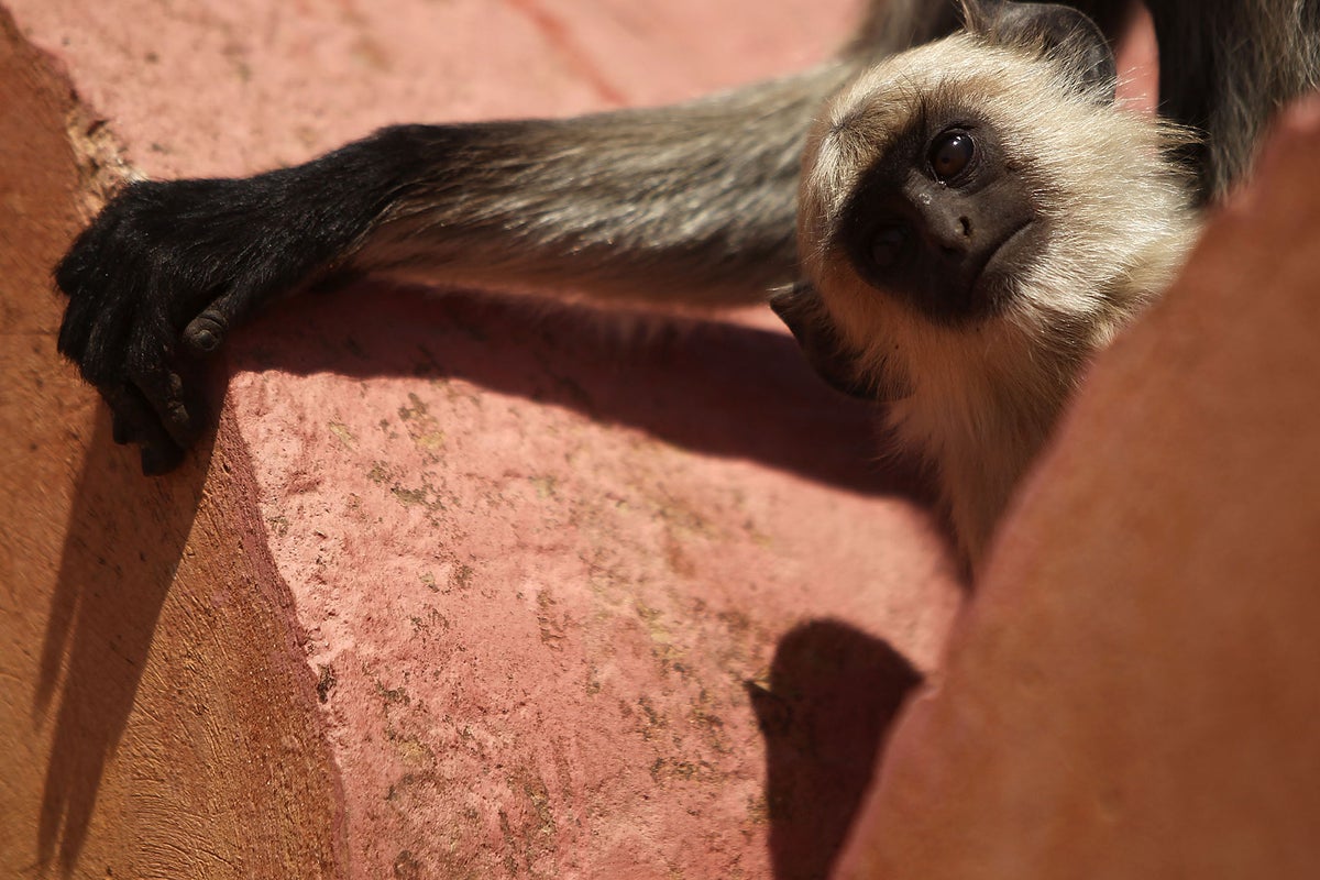 Six men arrested for eating monkey in Vietnam and streaming it on ...