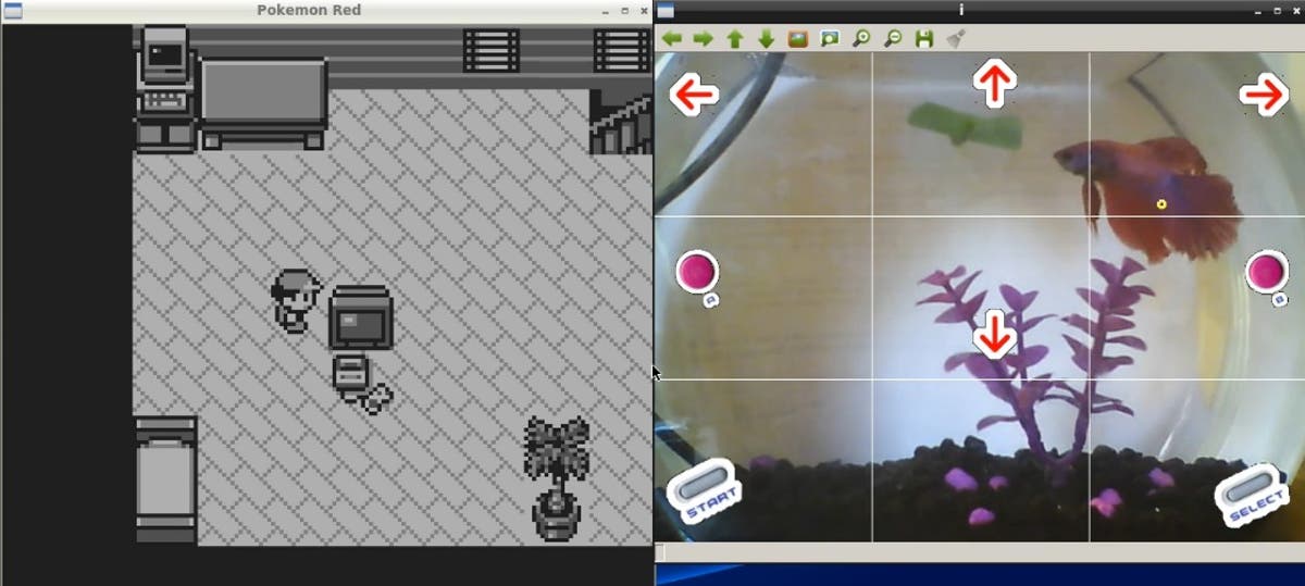 12,000 people are watching a fish play Pokemon | The Independent | The ...