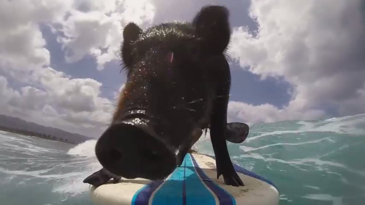 This pig just loves to surf | The Independent | The Independent
