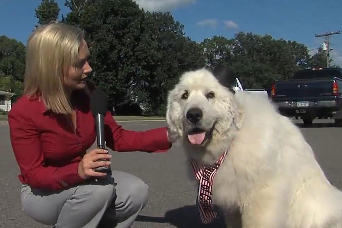 Duke the dog becomes elected mayor of Minnesota town | The Independent ...