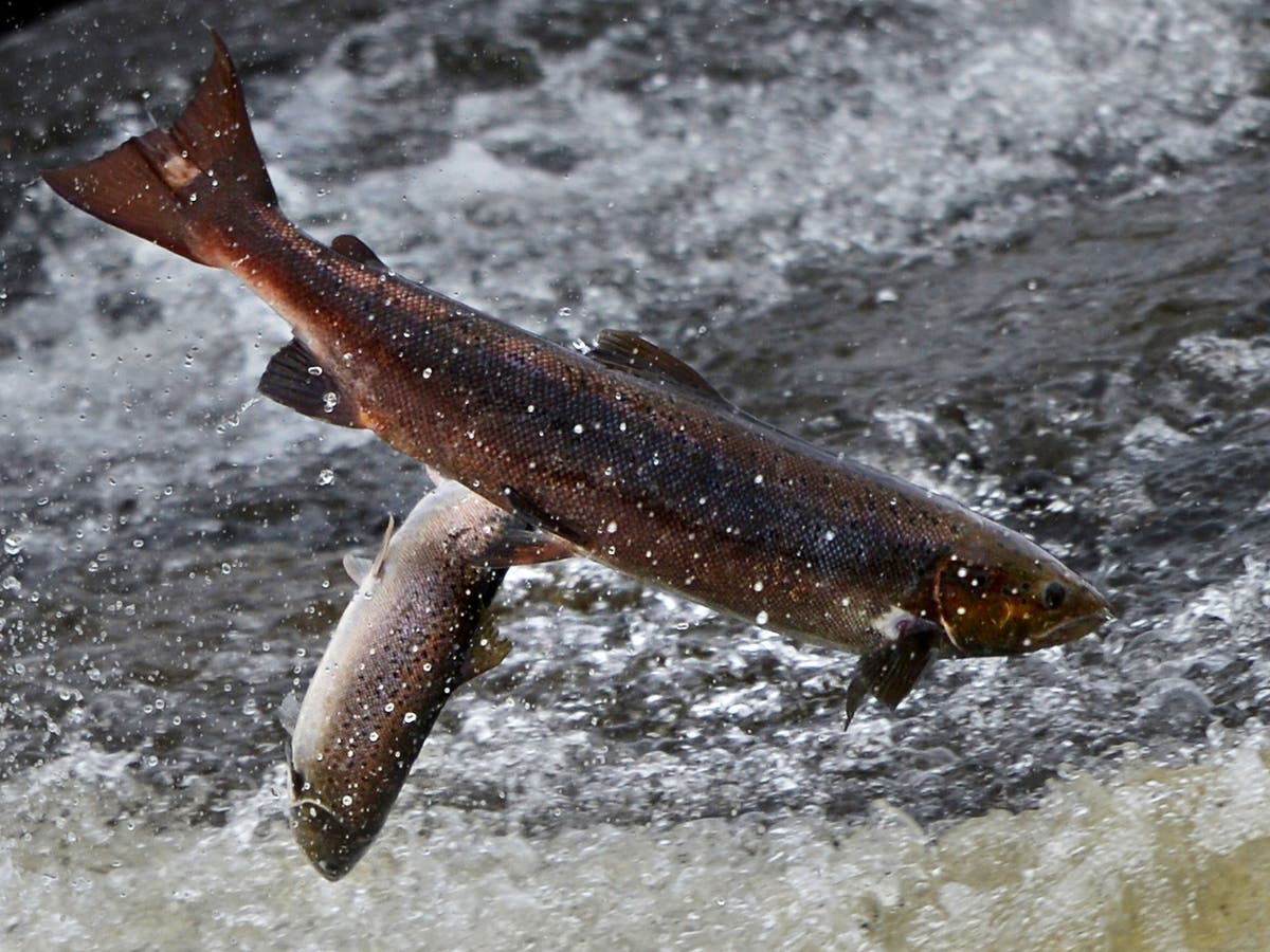 Video shows 'salmon cannon' used to help fish move upstream | The ...