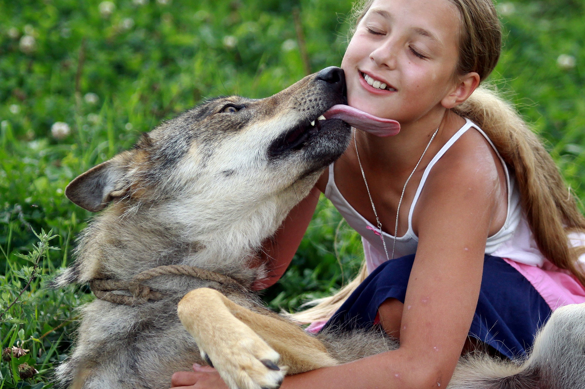 A family of wolves: Pictures show family and wolf pack happily ...
