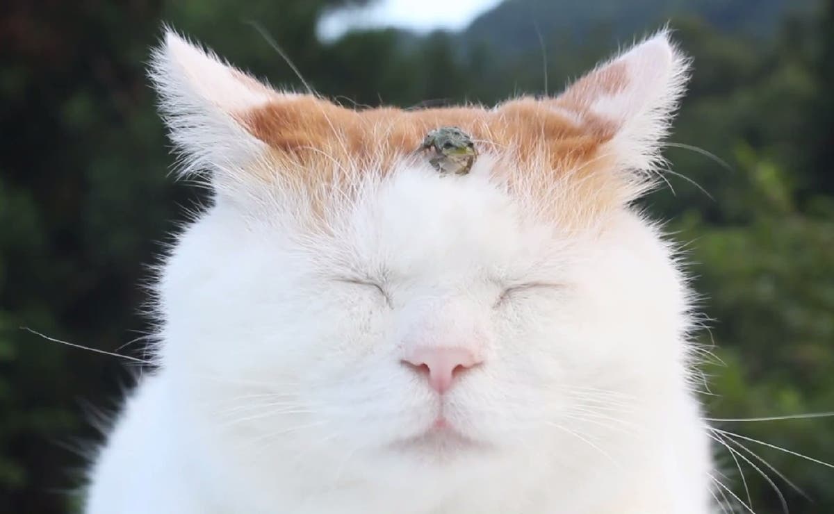 This cat balancing a frog on its head has located its inner zen | The ...