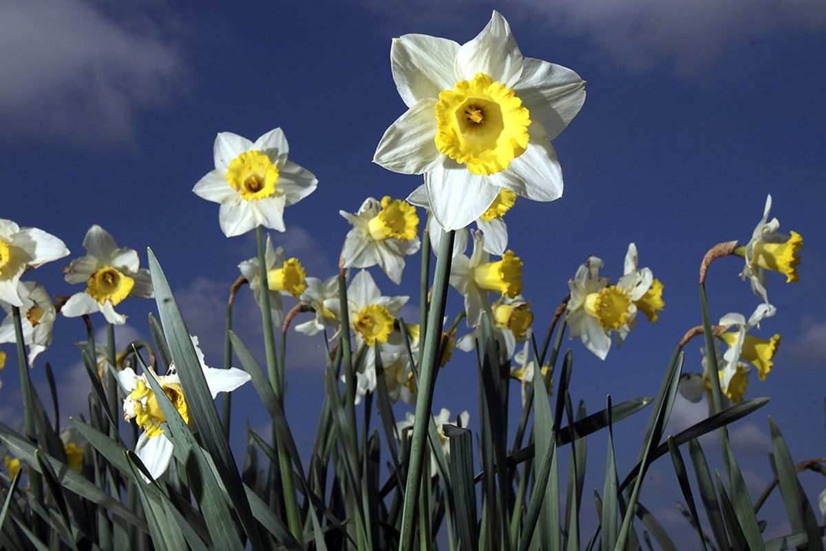 Daffodils must be kept away from vegetables in case people think they ...