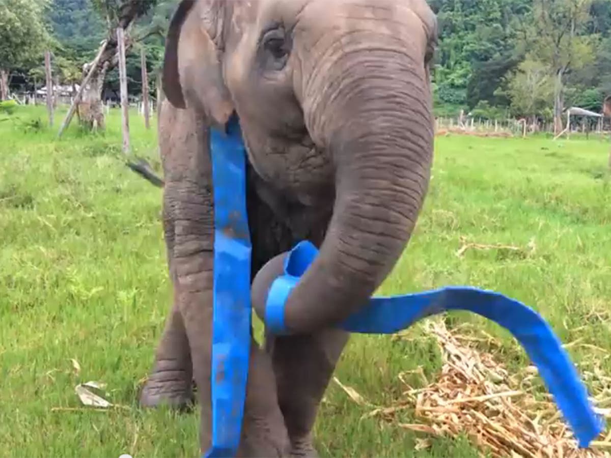 Video: Elephant plays with ribbon | The Independent | The Independent