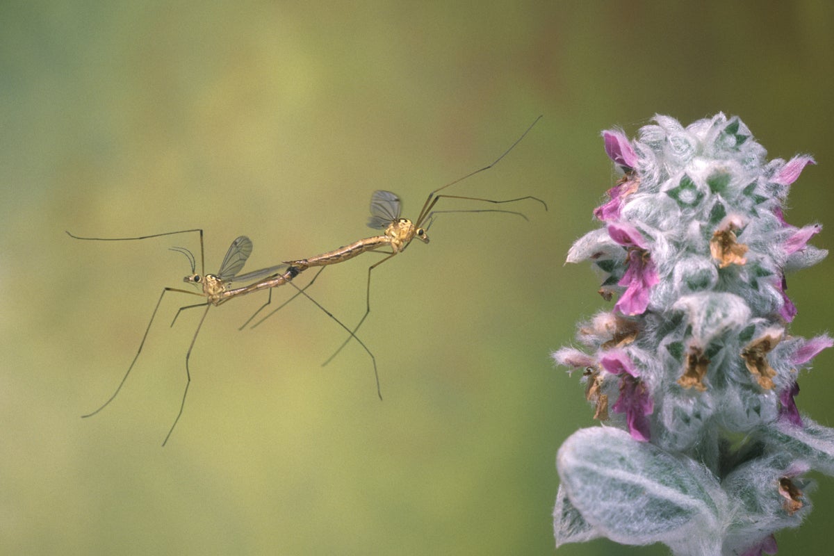 'Bumper year' for daddy longlegs as insects continue to invade homes ...