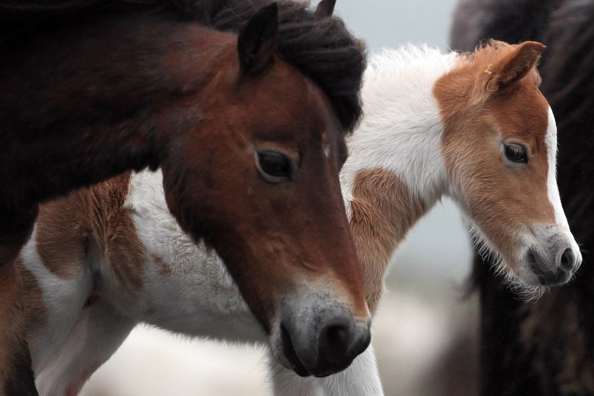 Could Dartmoor ponies be culled under new biodiversity plans? What we ...