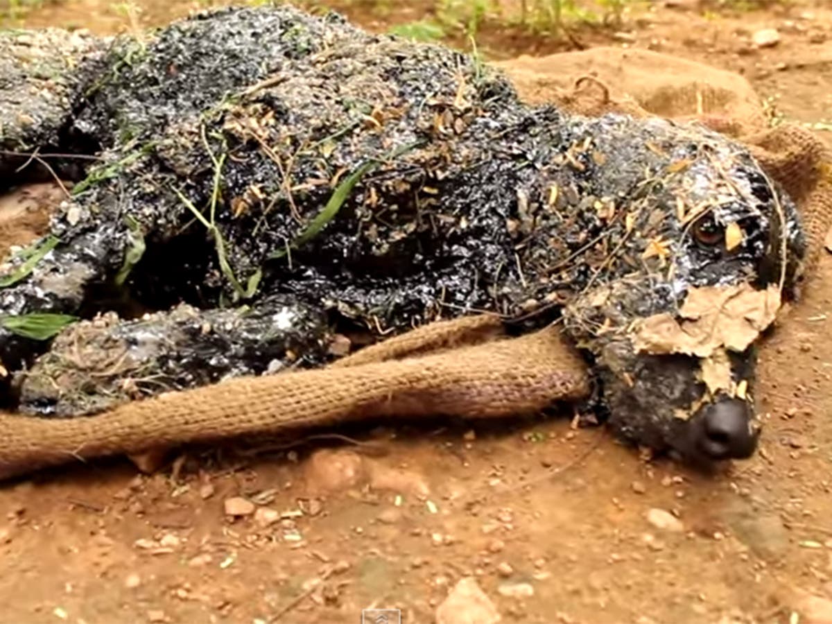 Video: Dog rescued after falling into tar and becoming 'living statue ...