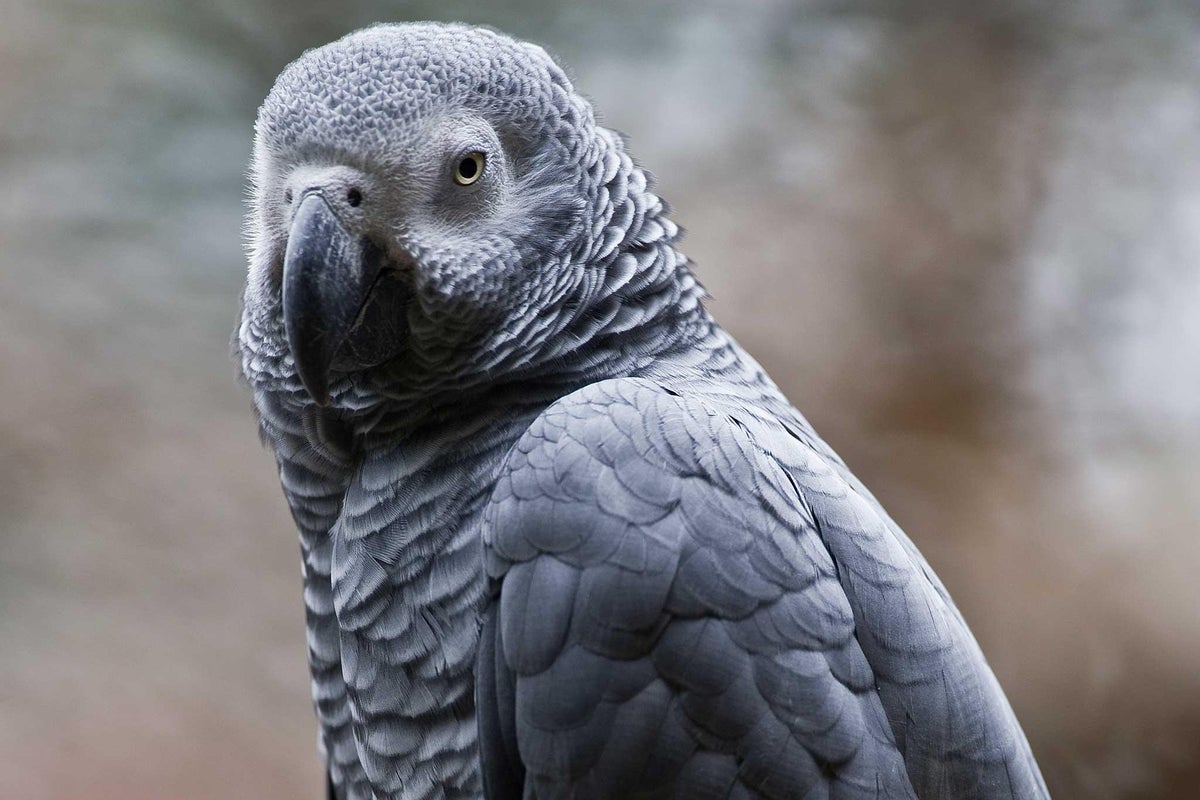 Parrot returns to British owner speaking Spanish - four years after ...