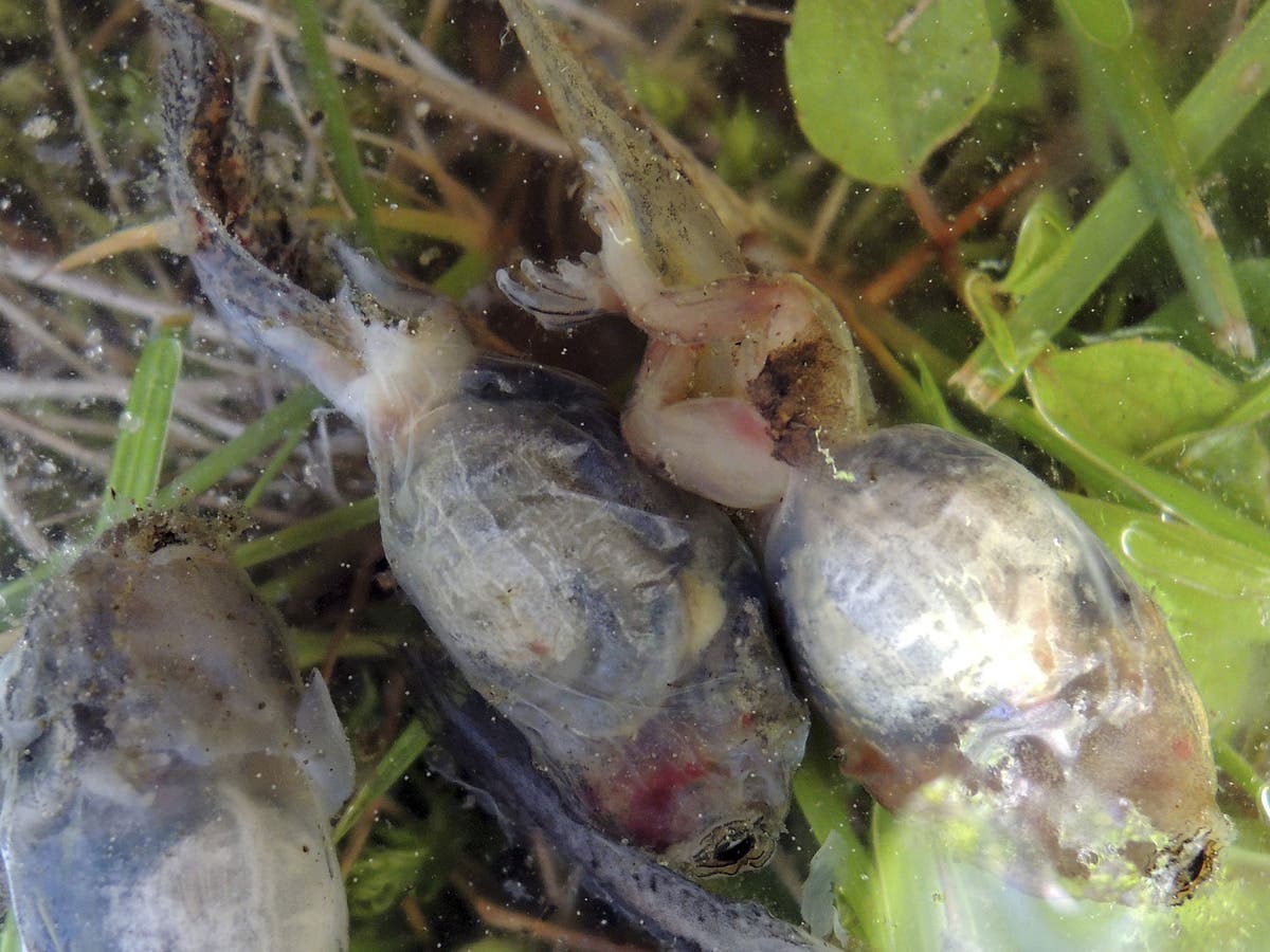 Entire communities of frogs and toads being wiped out by ulcer-causing ...