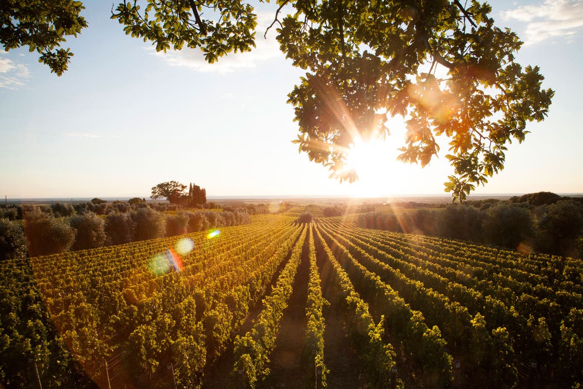 Vintage tales of a 700-year-old winery: The Frescobaldi vineyards ...