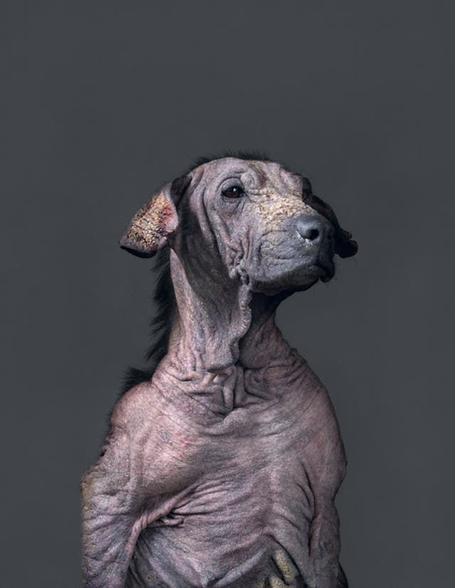 These powerful portraits of dogs minutes before being put down show the ...