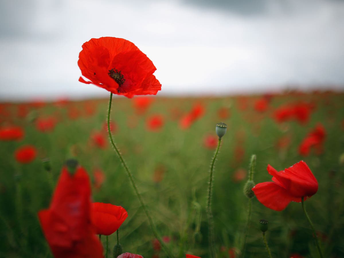Poppy Appeal 2014: The two best reasons to buy a poppy | The ...