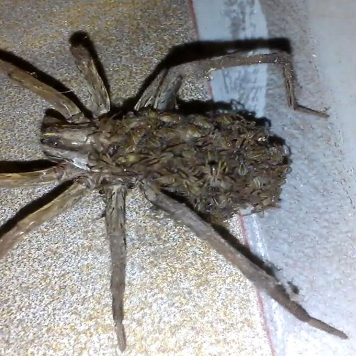 Wolf Spider Information