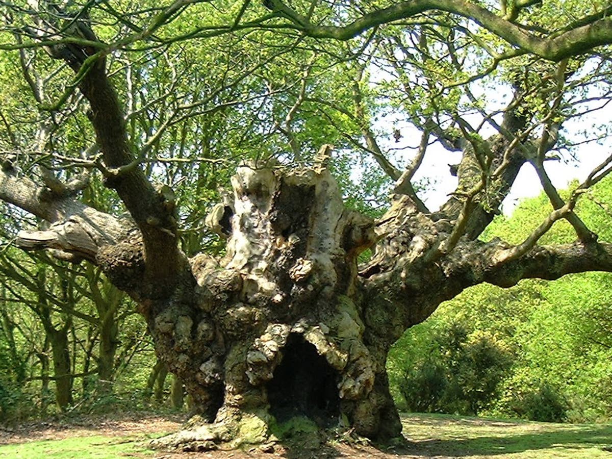 Here are the top 10 trees nominated for 'tree of the year' | The ...